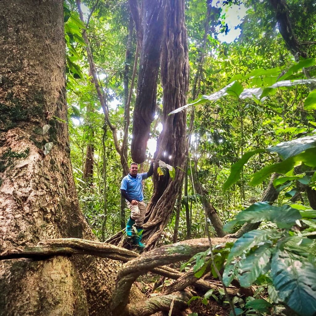 Barro Colorado Midió La Que Se Cree Mayor Liana Del Mundo