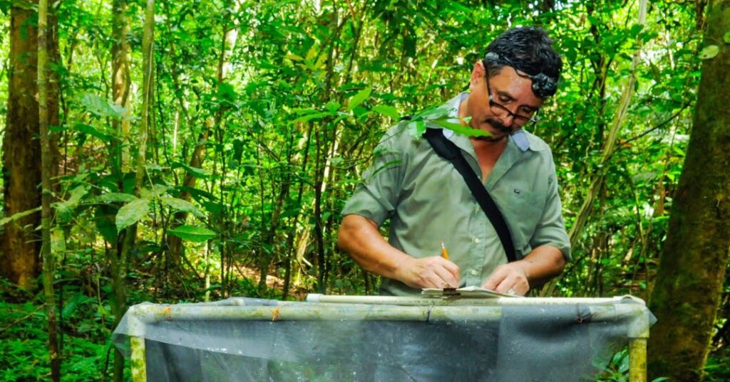 Barro Colorado Midió La Que Se Cree Mayor Liana Del Mundo