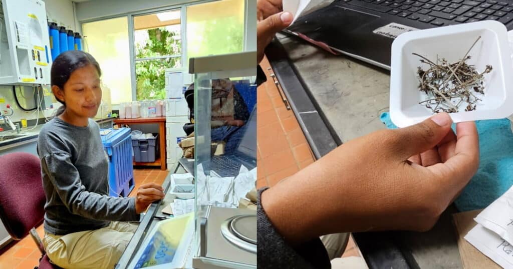 Barro Colorado Midió La Que Se Cree Mayor Liana Del Mundo