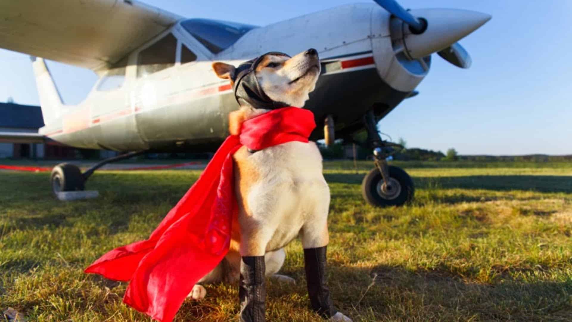 David Tan Usa Su Avión Para Rescatar A Perros En Peligro