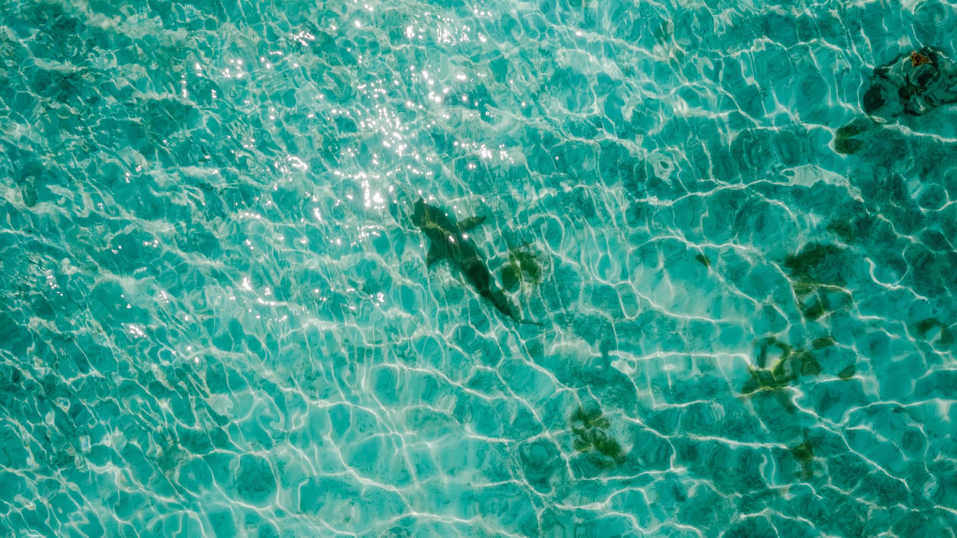 Fundación MarViva impulsa campaña Ceviche Libre de Tiburón