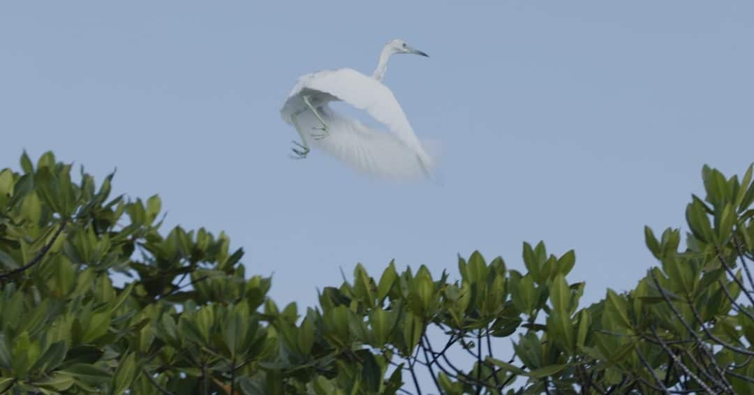 Los Manglares De Panamá Viejo Y Su Gran Importancia