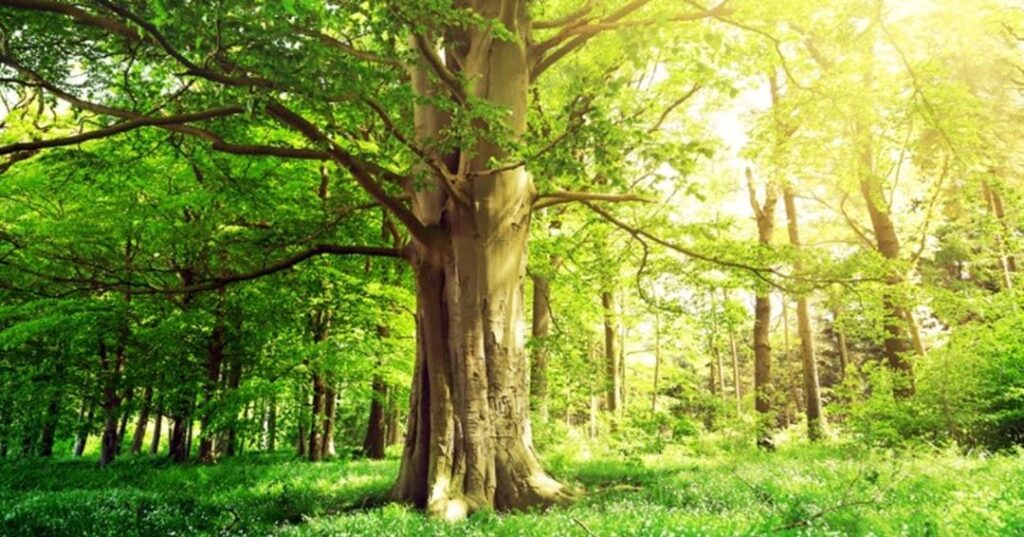 World's Longest-Lived Tree Could Be a Chilean Larch