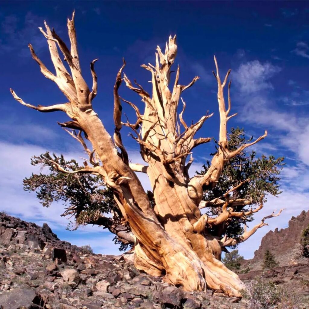 Árbol más longevo del mundo podría ser un Alerce Chileno