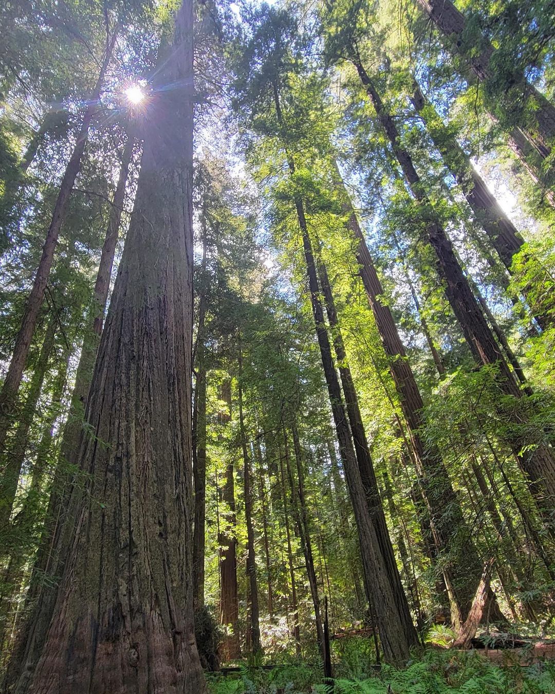 Julia Butterfly Hill: la mujer que e inspiró al mundo