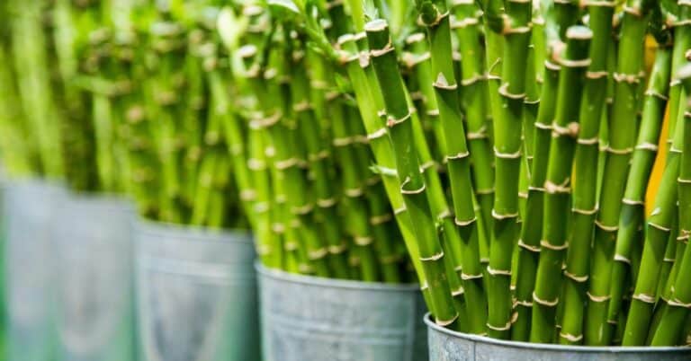 El Bambú se alza como ematerial sustentable más prolífico