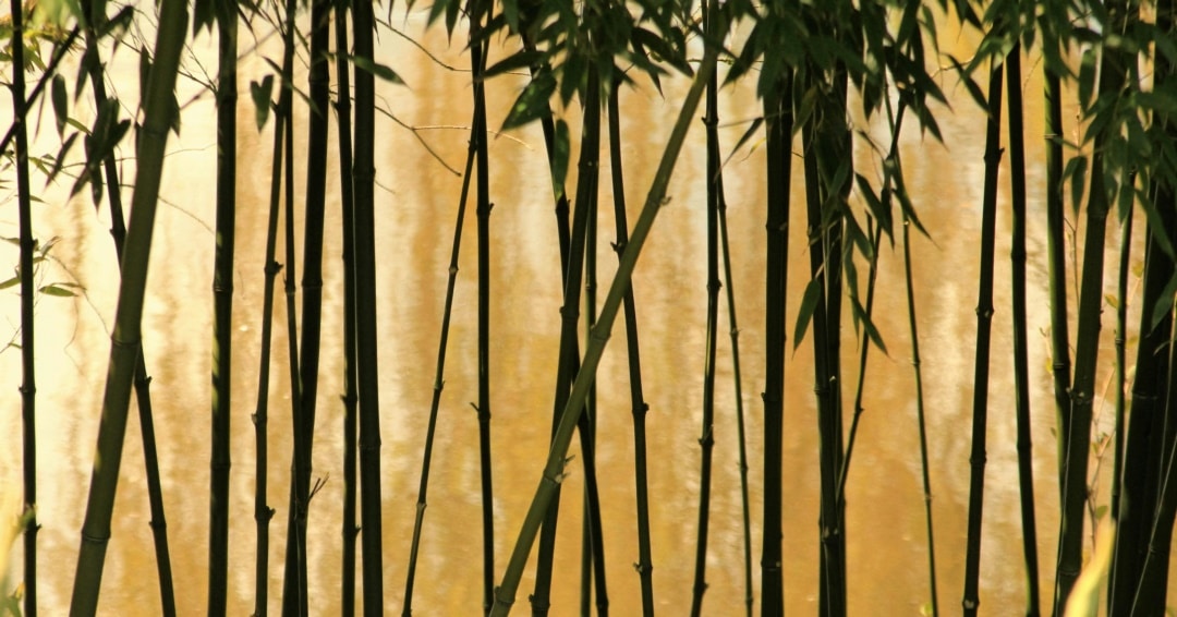 El Bambú se alza como ematerial sustentable más prolífico