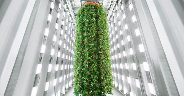 Granja vertical en Virginia optimiza c