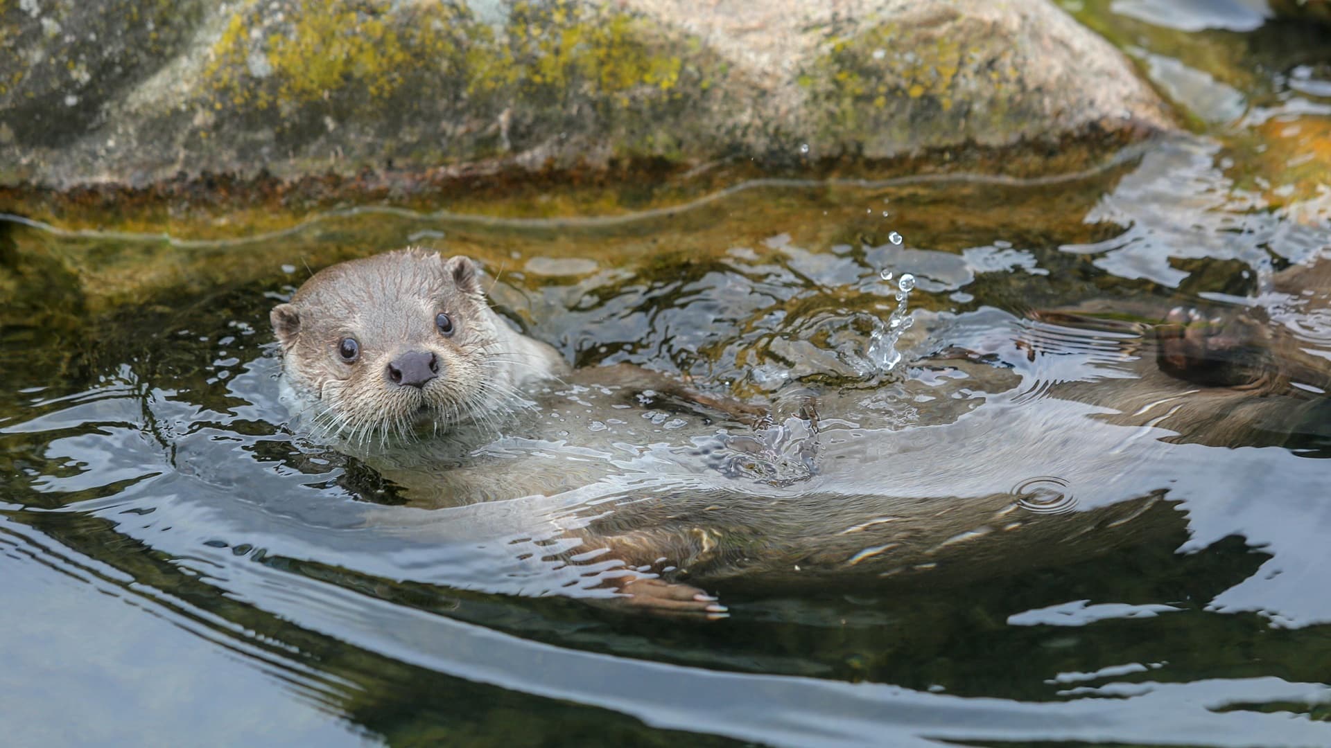 El papel de las nutrias marinas en la lucha contra el cambio climático ...