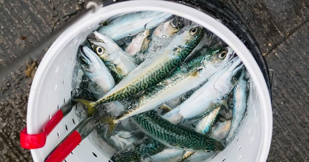 Desechos de pescado son convertidos en plástico biodegradable - Impacto ...