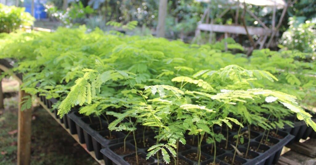 MiAMBIENTE reconoce al Vivero de Metetí como un caso de éxito - Impacto ...