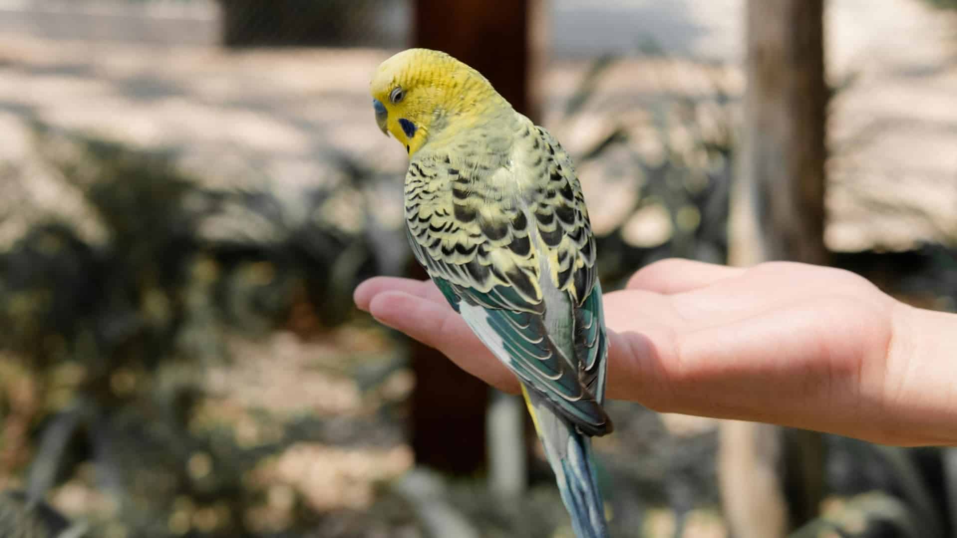 El futuro del turismo sostenible tiene alas - Impacto Positivo