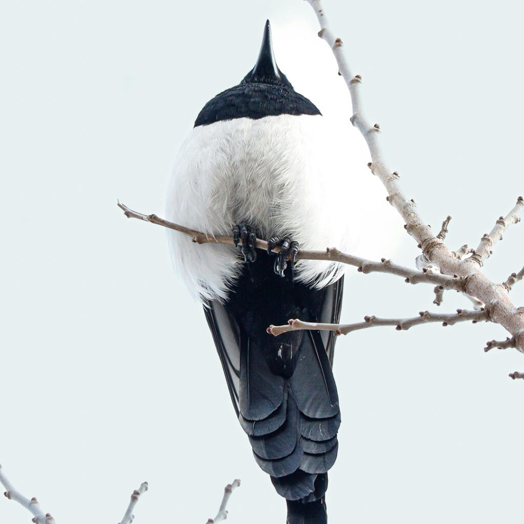 El futuro del turismo sostenible tiene alas - Impacto Positivo