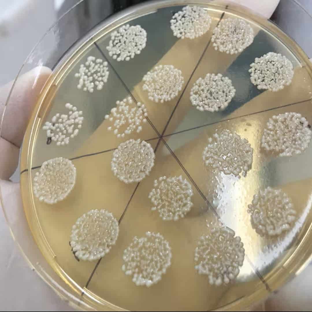 Apolinaria García creó probiótico que combate el cáncer