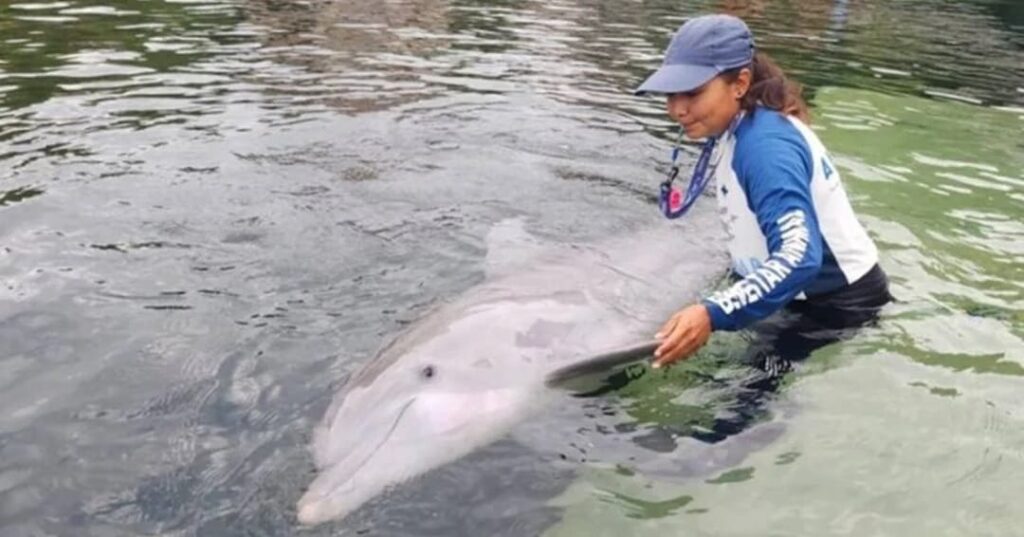 Ley General de Vida Silvestre mexicana da fin a delfinarios