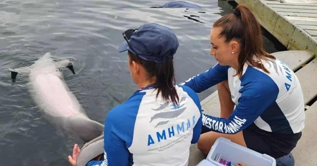 Ley General de Vida Silvestre mexicana da fin a delfinarios